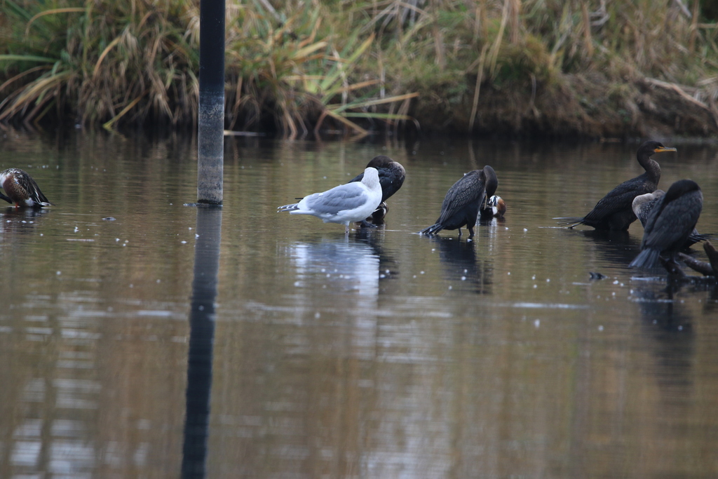 Glaucous-winged Gull from King, Washington, United States on November ...
