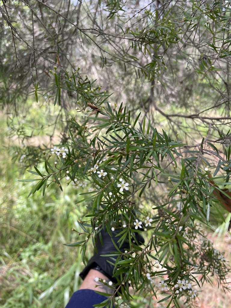 Leptospermum whitei from Edwards Park, Forestdale, QLD, AU on November ...