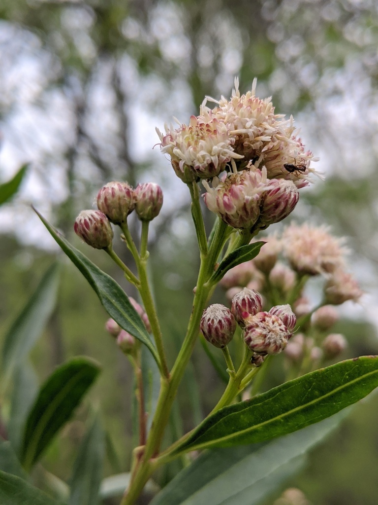 mule fat from Starlight, Redding, CA 96001, USA on April 9, 2020 at 04: ...