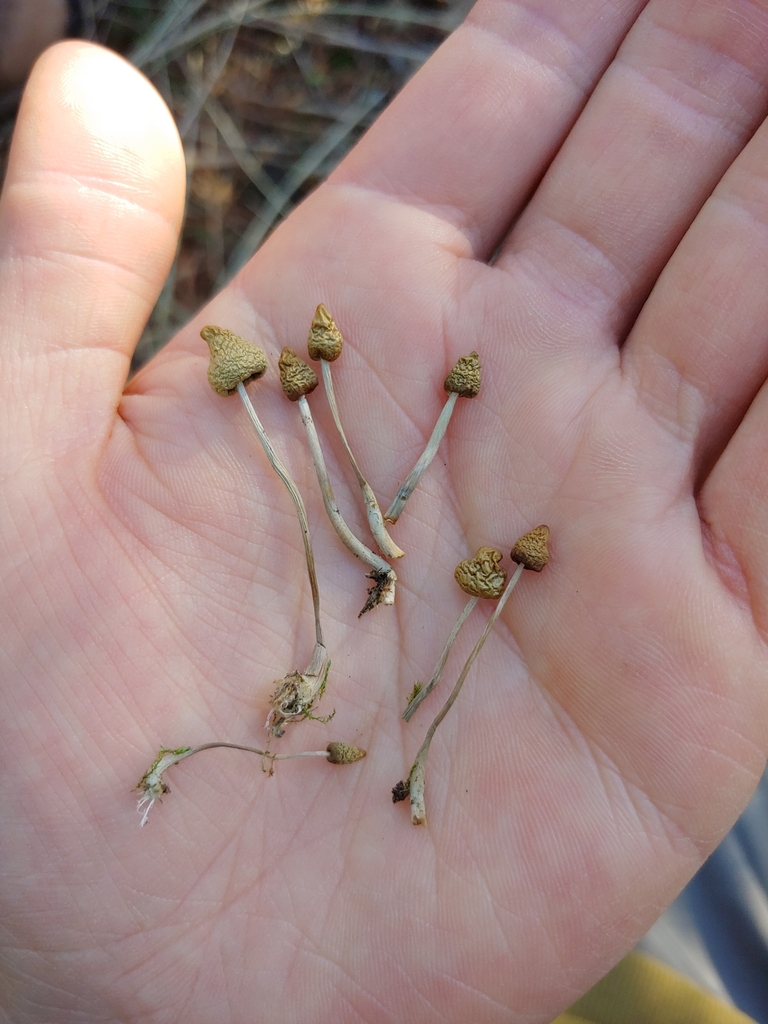 Psilocybe pelliculosa from Hammond, OR 97121, USA on November 20, 2022 ...