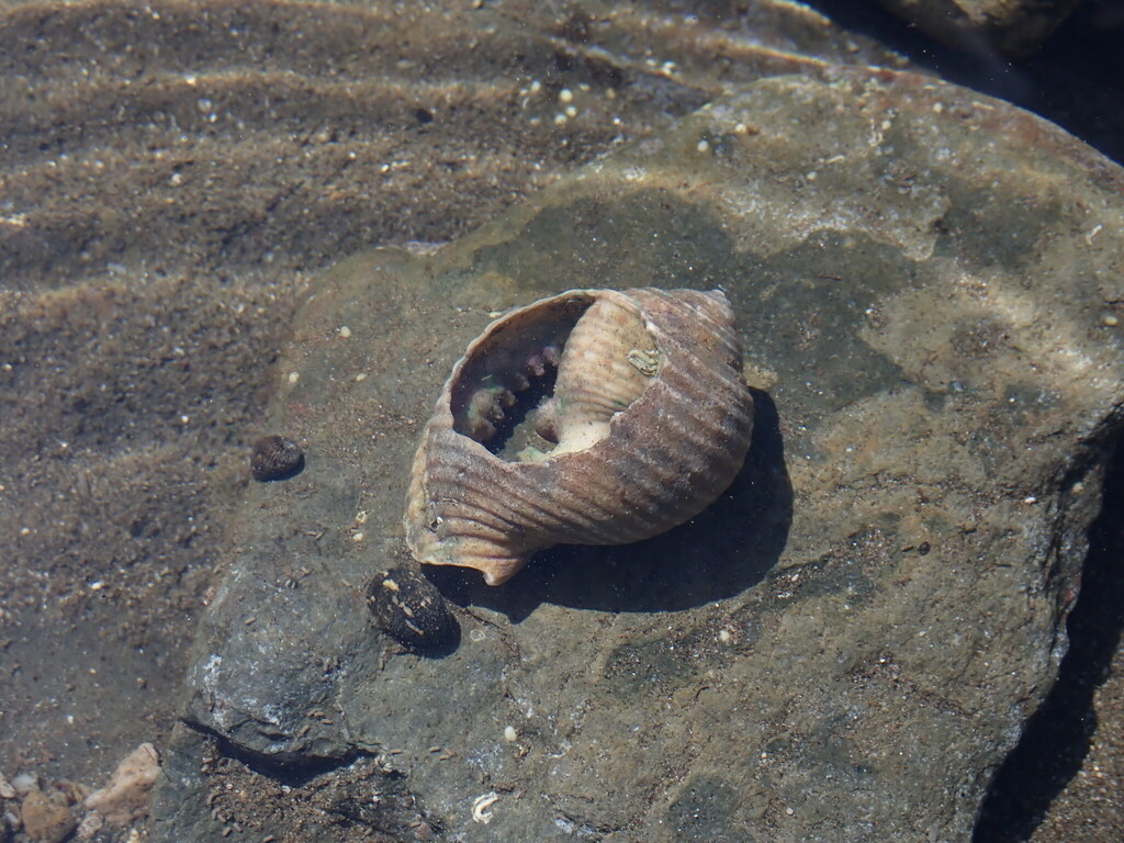 Grinning Tun Snail from Chinandega, Nicaragua on October 30, 2022 at 12 ...