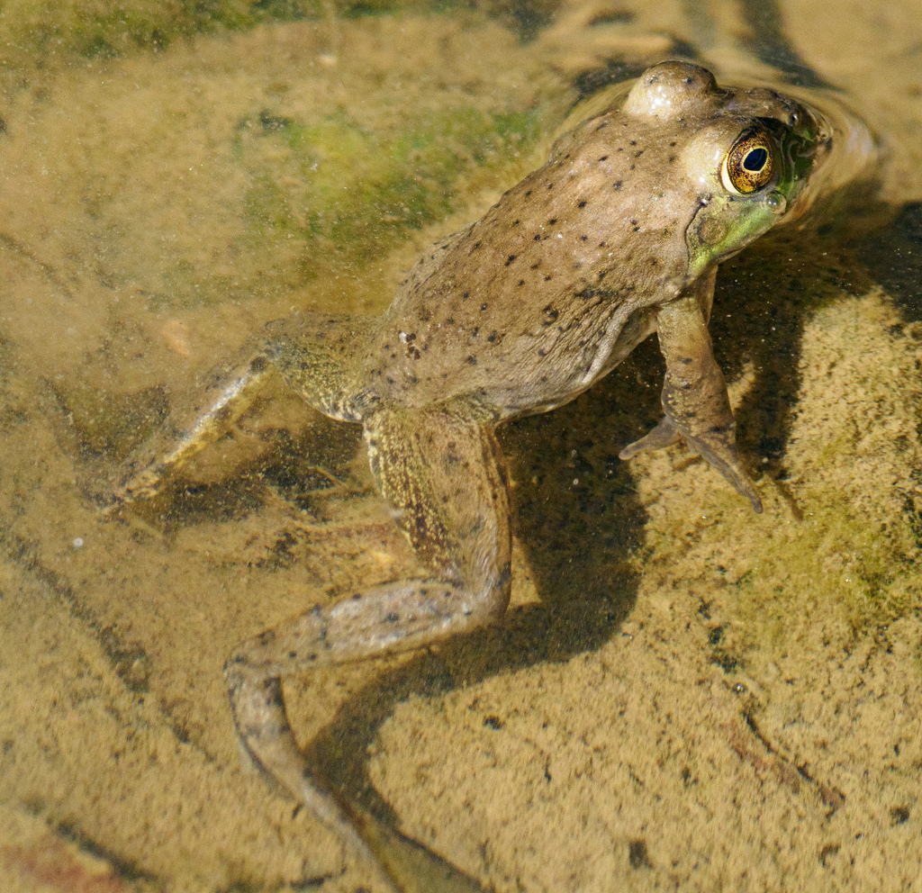 American Bullfrog from Franklin, Ohio, United States on October 5, 2022 ...
