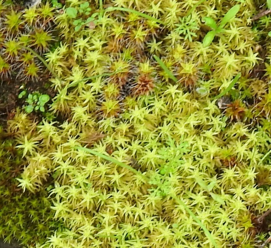 Side-fruited Crisp-moss from Guadalix de la Sierra, Madrid, España on ...