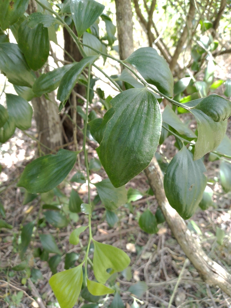 Broad Leaved Native Cherry from Anstead QLD 4070, Australia on November ...
