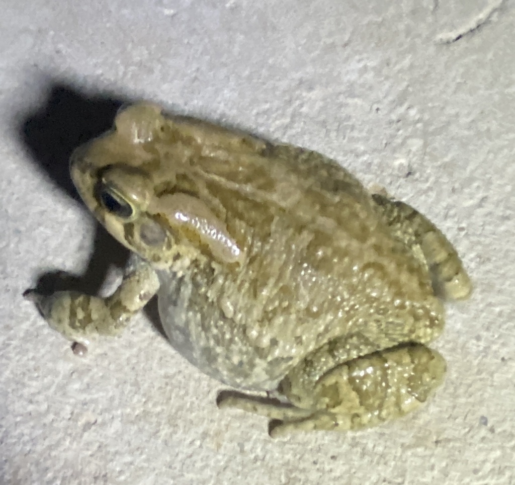 Raucous Toad from Kannaland, Ladismith, WC, ZA on November 21, 2022 at ...
