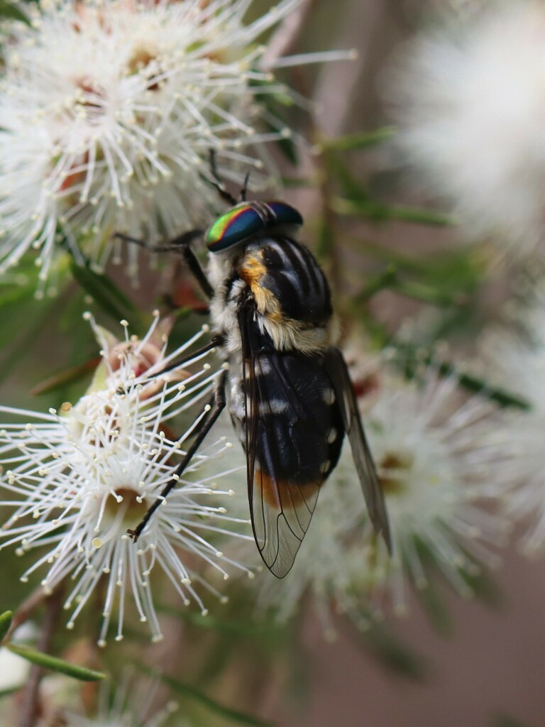 flower-feeding march fly from Sydney NSW, Australia on November 11 ...