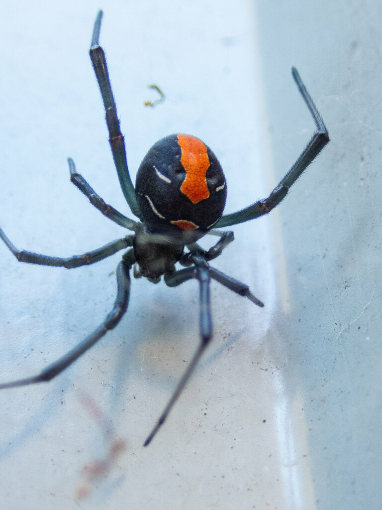 Redback Spider from York WA 6302, Australia on November 21, 2022 at 04: ...