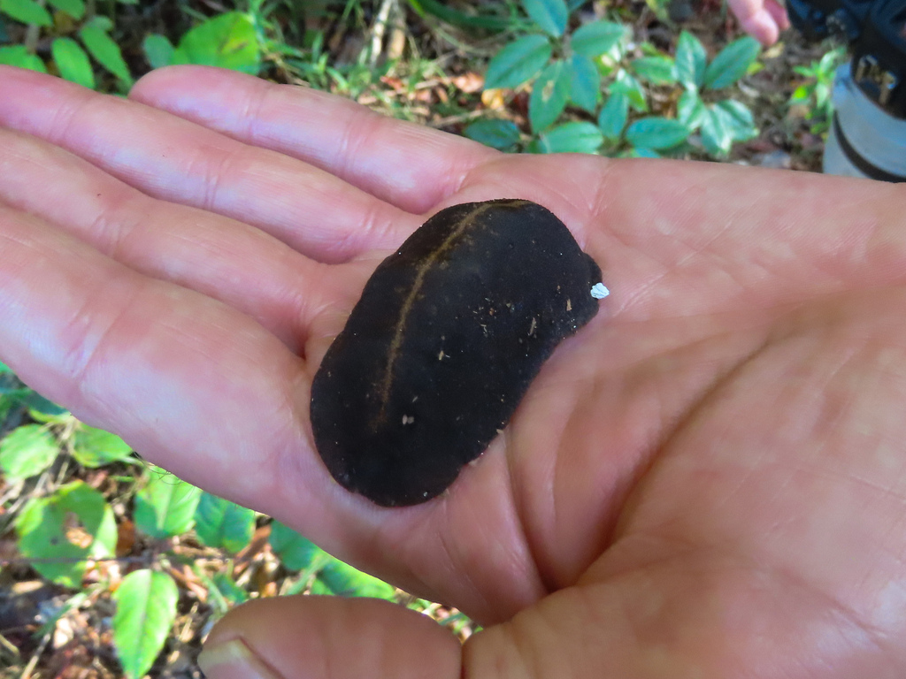 Tropical Leatherleaf Slug from Djiru QLD 4852, Australia on October 23 ...