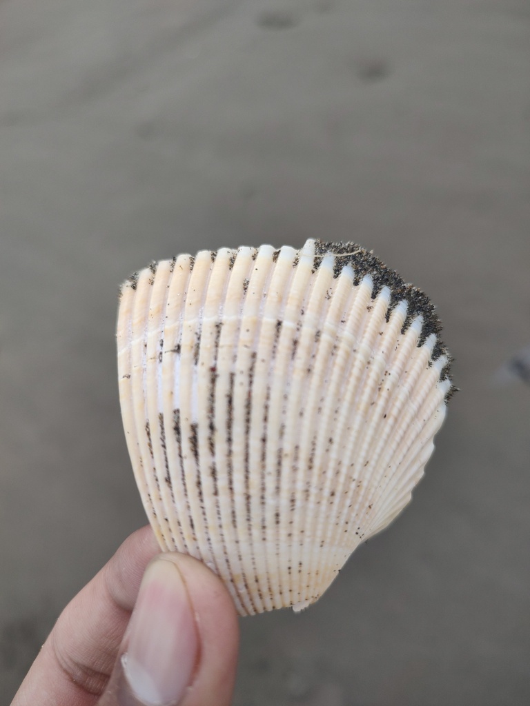 Giant Atlantic Cockle from Actopan, Ver., México on November 18, 2022 ...