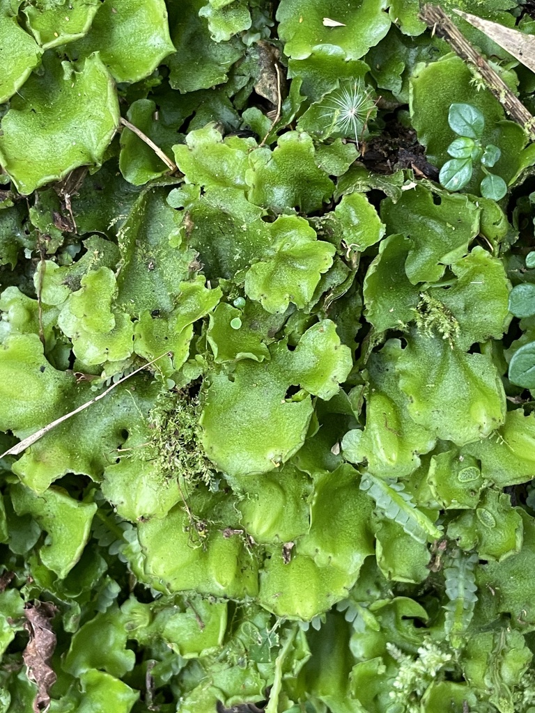 Monoclea gottschei from Palanda Canton, Ecuador on October 29, 2022 at ...