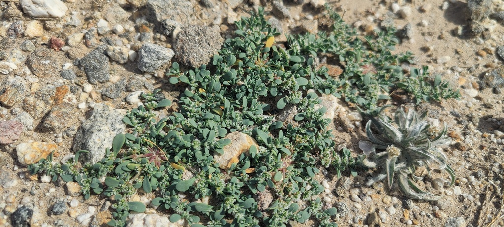 Frost Mat from San Diego County, CA, USA on November 21, 2022 at 11:58 ...