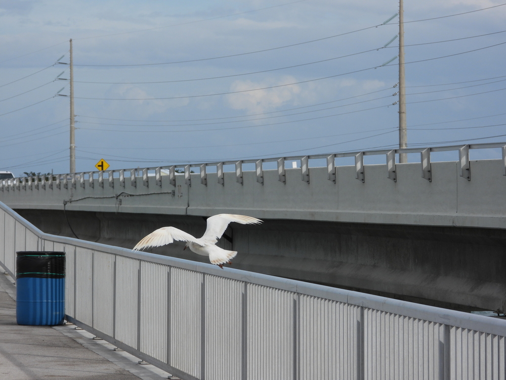 Laughing Gull from Monroe County, FL, USA on November 20, 2022 at 03:26 ...