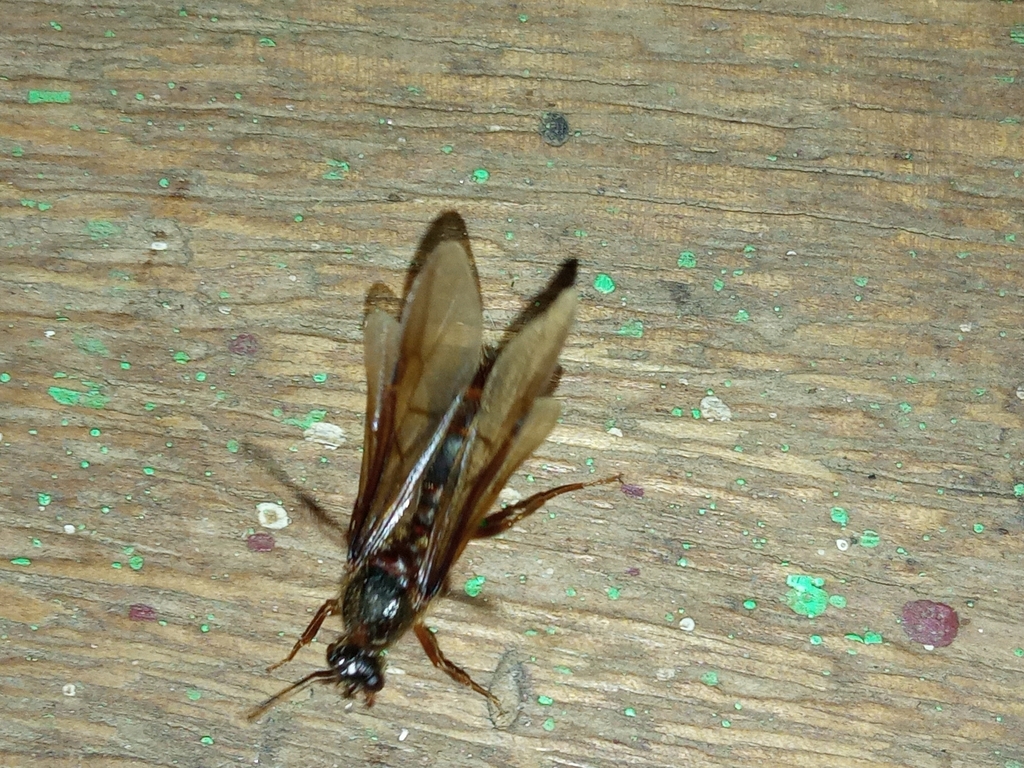 Asian Marauder Ant from Kawkareik on April 30, 2022 at 09:18 PM by Min ...