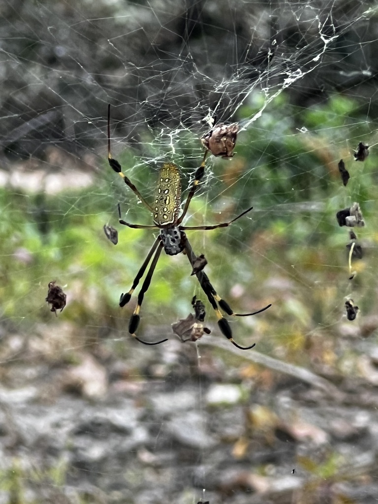 Golden Silk Spider from Zapopan, JAL, MX on November 21, 2022 at 04:29 ...