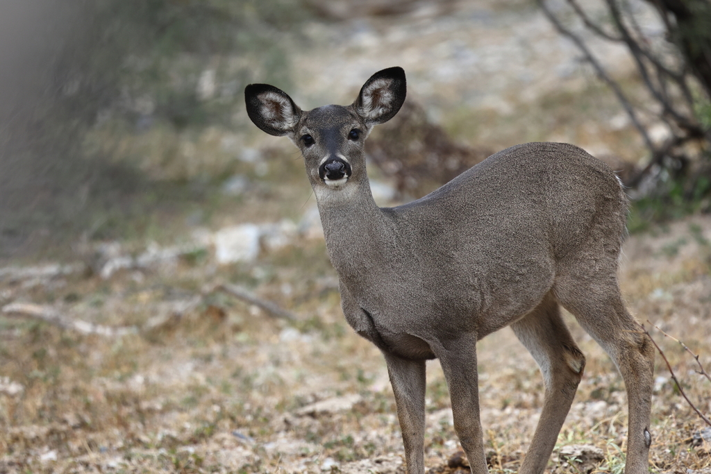 White-tailed Deer from Bustamante, N.L., México on November 20, 2022 at ...