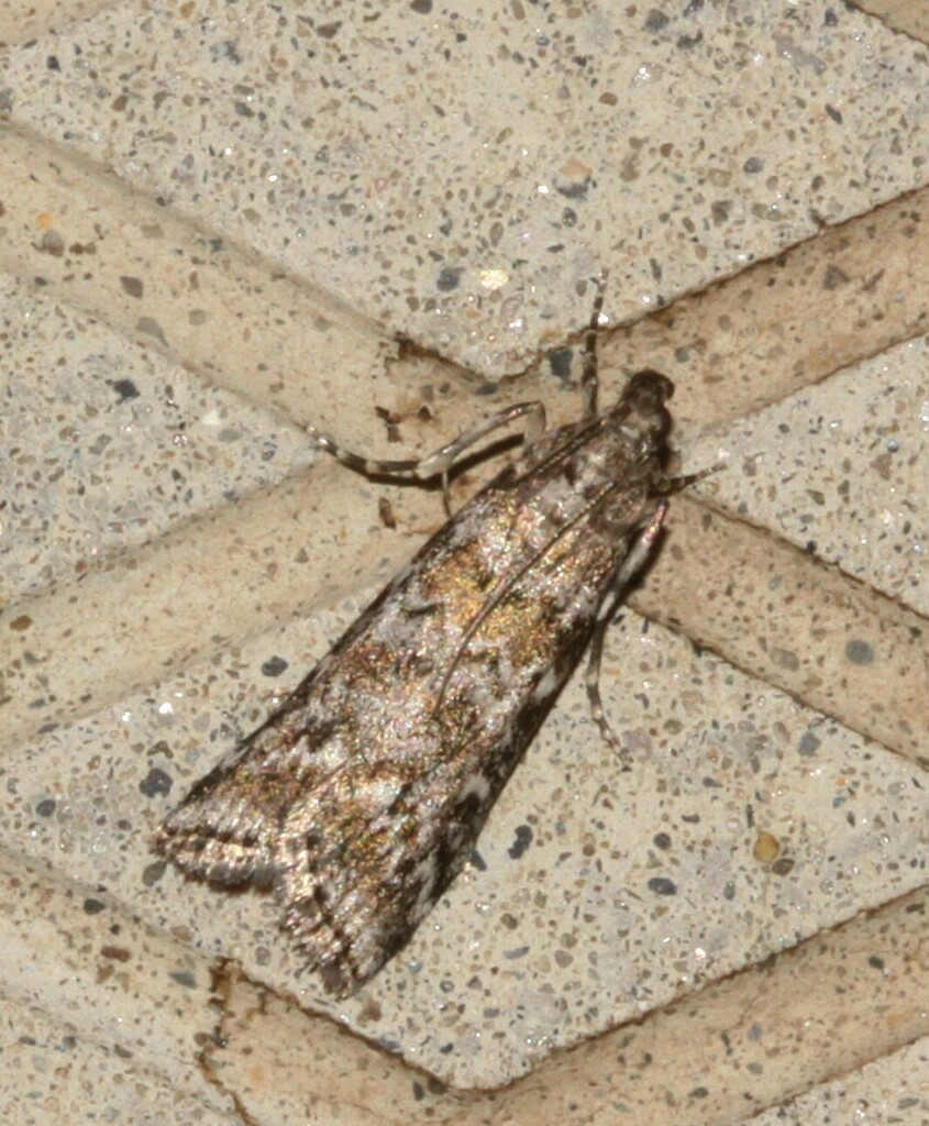 Spruce Coneworm Moth from Pabos, 17 rue Baie-Bleue Le Rocher-Percé, QC ...