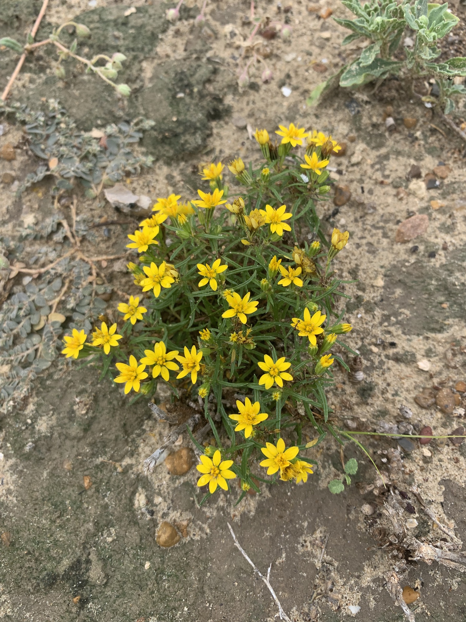 Pectis angustifolia Torr.