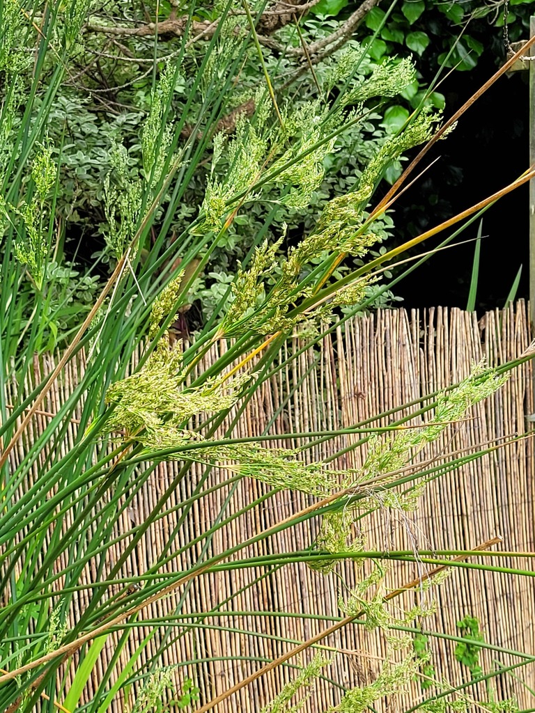 Great Soft-rush from Waimanu Lagoon, Waikanae Beach, New Zealand on ...