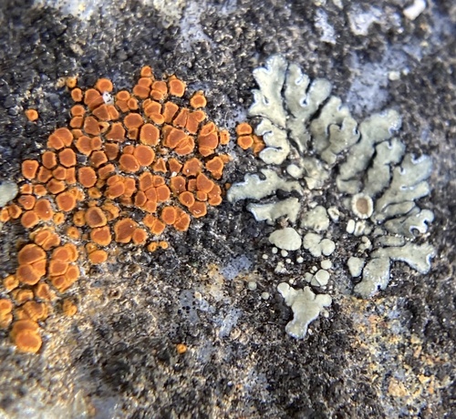 Polycauliona nashii · iNaturalist