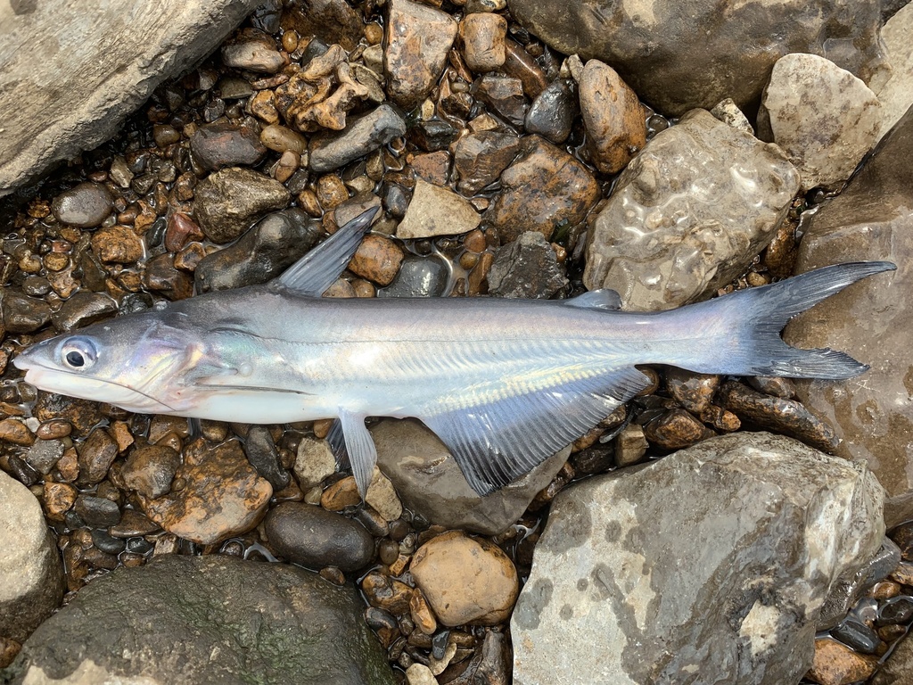 Blue Catfish (Ictalurus furcatus) - Marine Life Identification