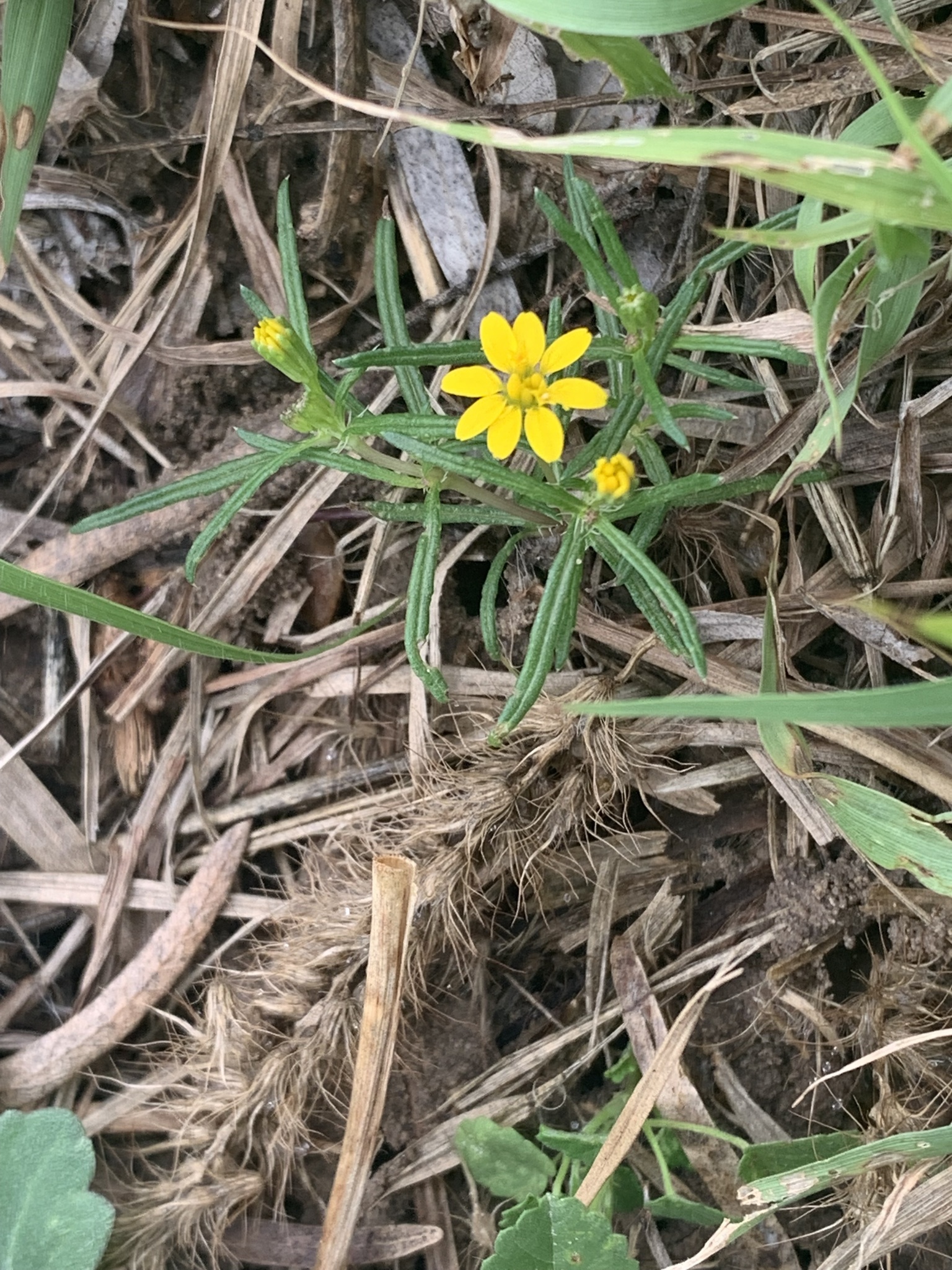 Pectis angustifolia Torr.