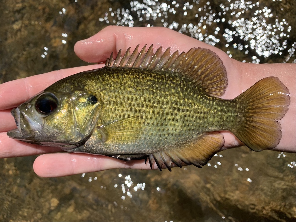 Rock Bass (Ambloplites rupestris) - Marine Life Identification