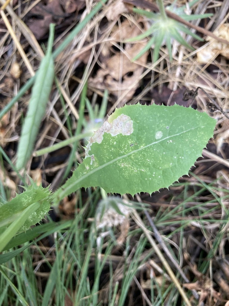 Winged and Once-winged Insects from Douglasdale, Calgary, AB T2Z ...