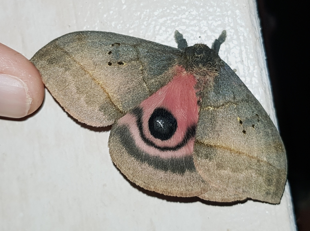 Automeris celata from Unnamed Road, Provincia de Cartago, Verbena ...