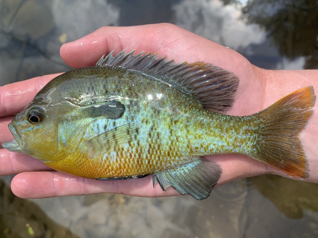 Redbreast Sunfish (Lepomis auritus) - Marine Life Identification