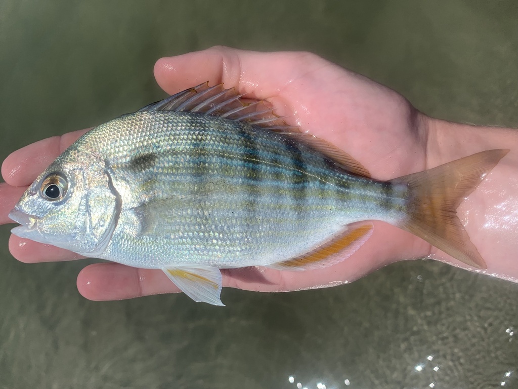 Pinfish (Lagodon rhomboides) - Marine Life Identification