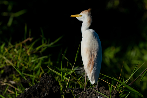 Garza Ganadera (Bubulcus ibis)