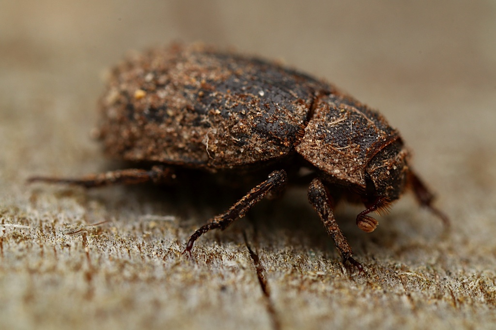 Trox scaber from Kaeo, New Zealand on November 18, 2022 at 03:54 AM by ...