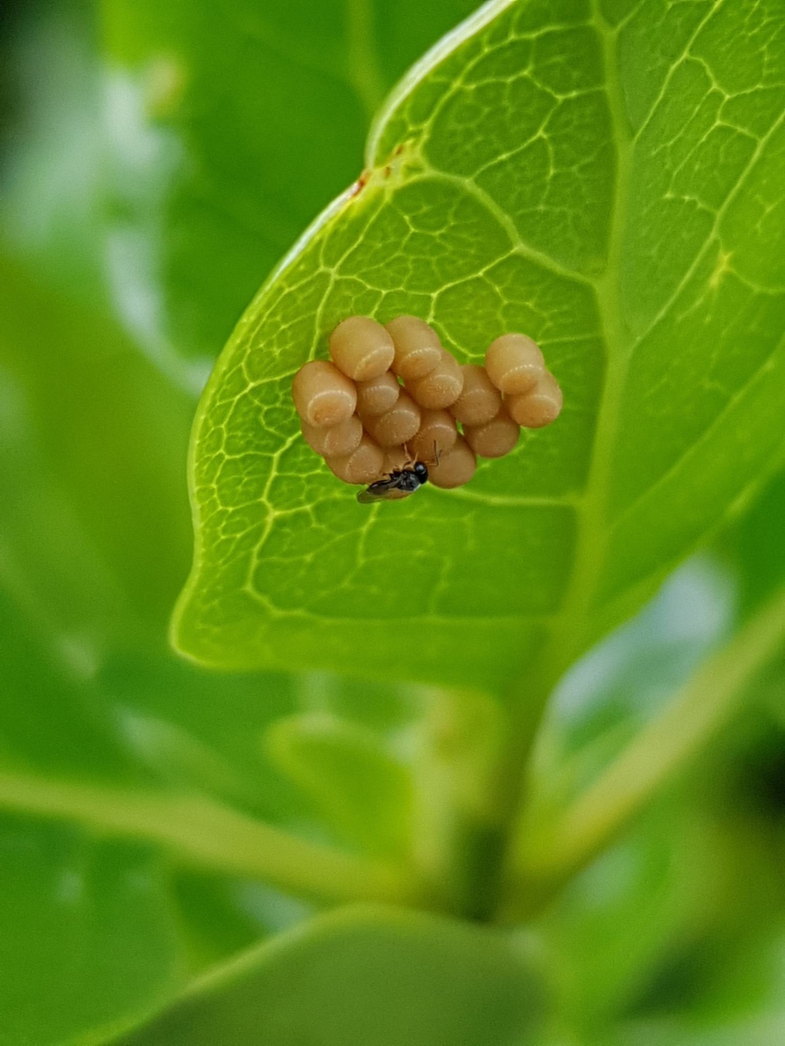 Trissolcus basalis (Wollaston, 1858)