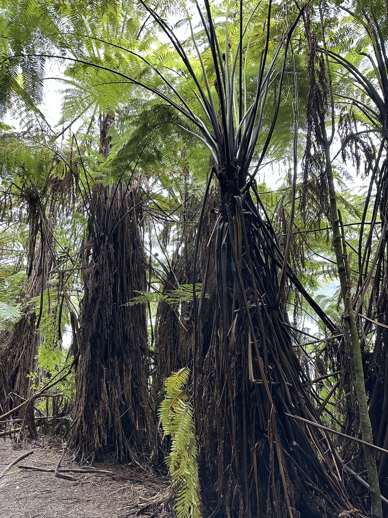 black tree fern from Blue Lake, Rotorua, New Zealand on November 22 ...