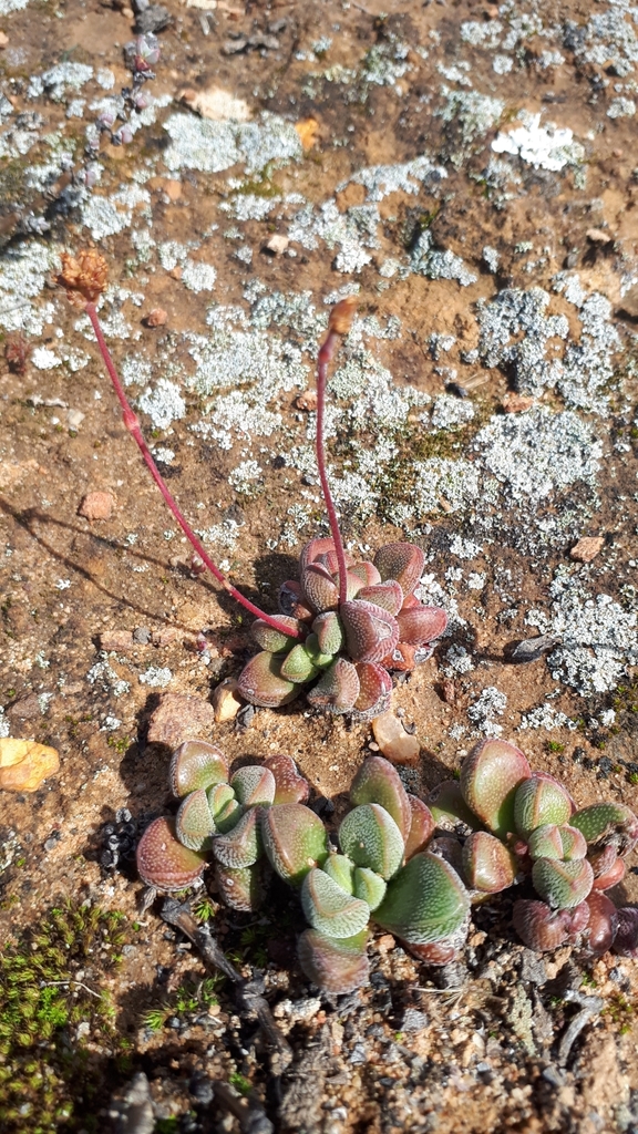 Crassula fragarioides in September 2018 by Ismail Ebrahim. We had a c ...