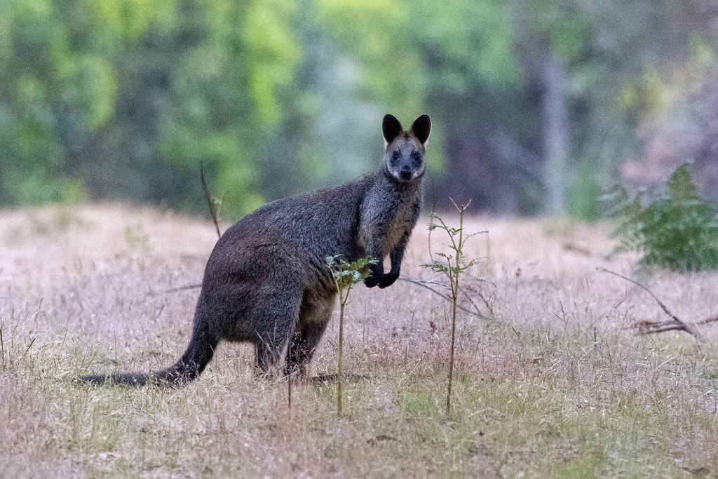 Swamp Wallaby from Mount Benson SA 5275, Australia on November 22, 2022 ...