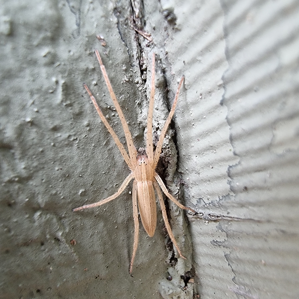 Slender Prowling Spiders from Frankston South VIC 3199, Australia on ...
