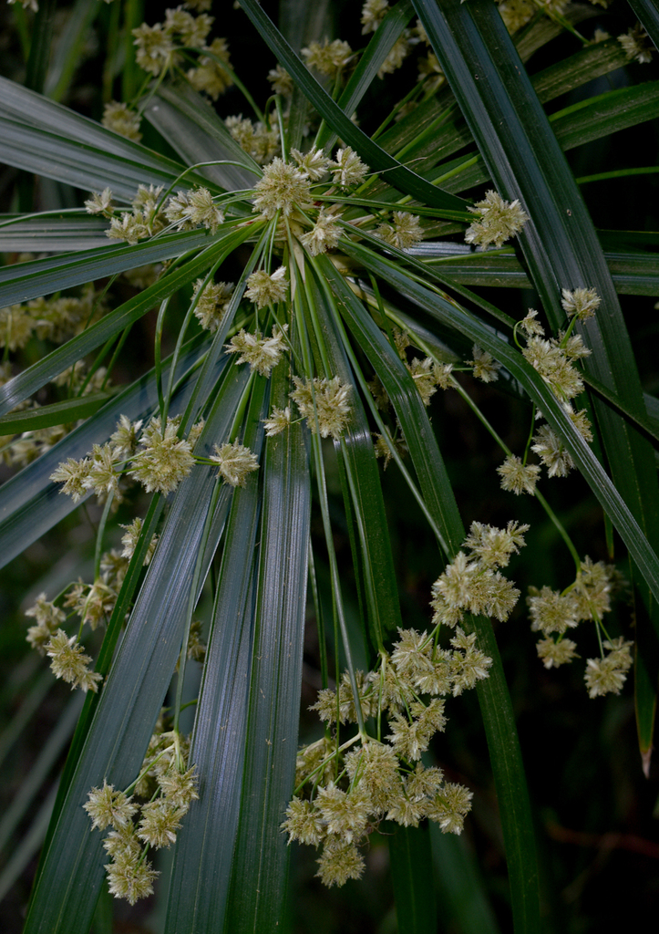 Umbrella papyrus from Emerald QLD 4720, Australia on September 23, 2022 ...