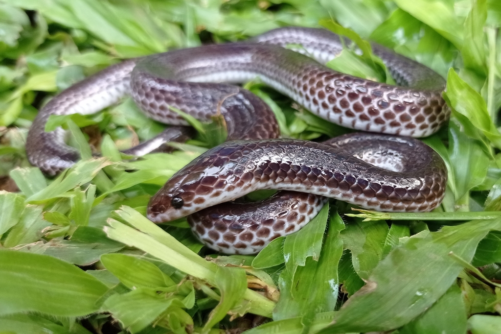 Asian Sunbeam Snake in September 2022 by aswad andriyanto · iNaturalist