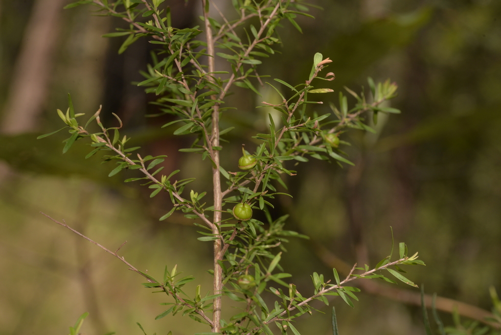 Tantoon from Guanaba-Springbrook, Queensland, Australia on November 9 ...