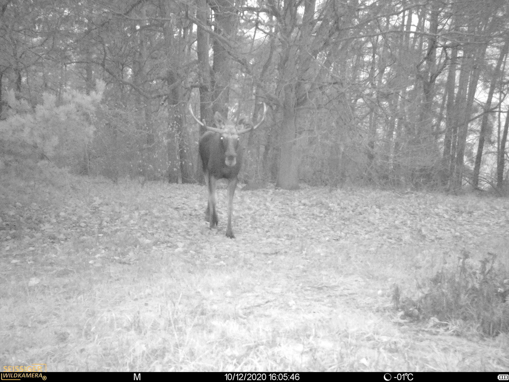 European Elk from Rieben, 14547 Beelitz, Deutschland on December 10 ...