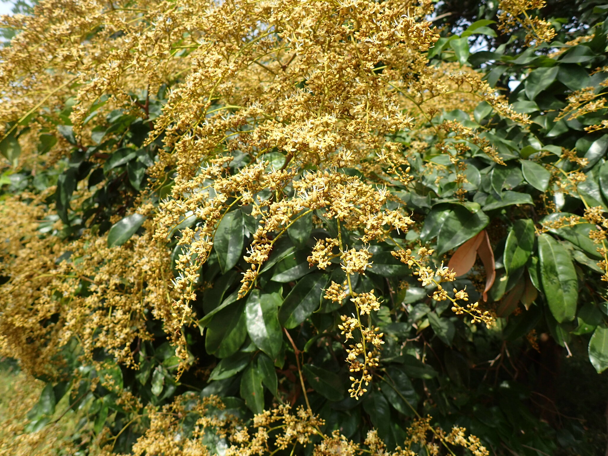 Dialium guineense Willd.