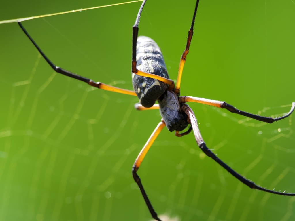Red-legged Golden Orb-web Spider from Dhofar Governorate, Oman on ...