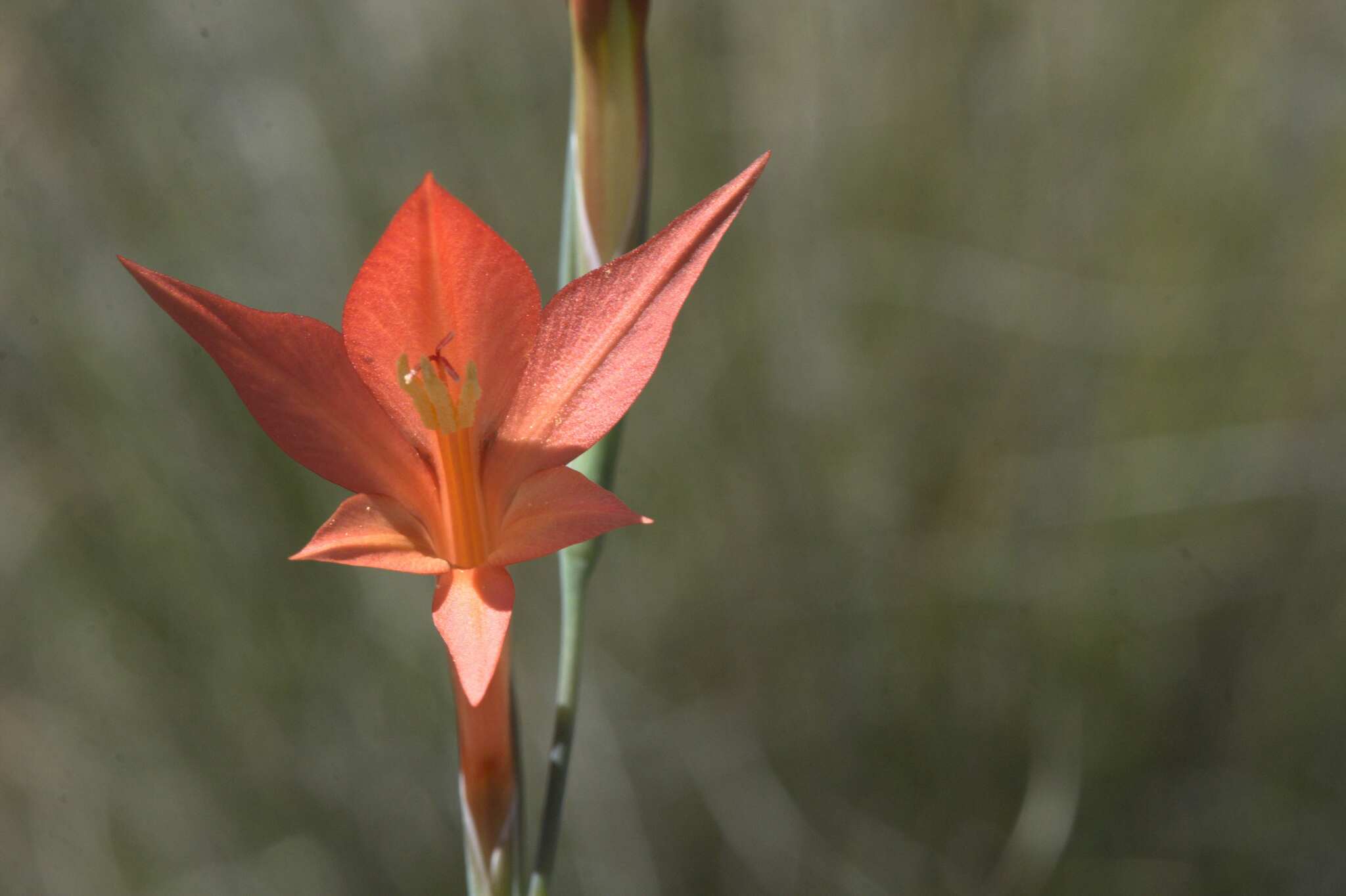 Gladiolus quadrangularis (Burm.f.) Aiton