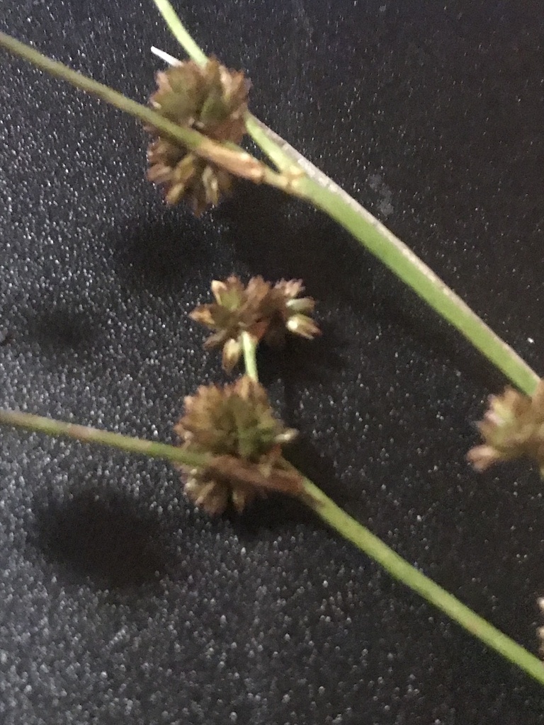 Juncus holoschoenus from Bairnsdale Aerodrome, Bairnsdale, VIC, AU on ...