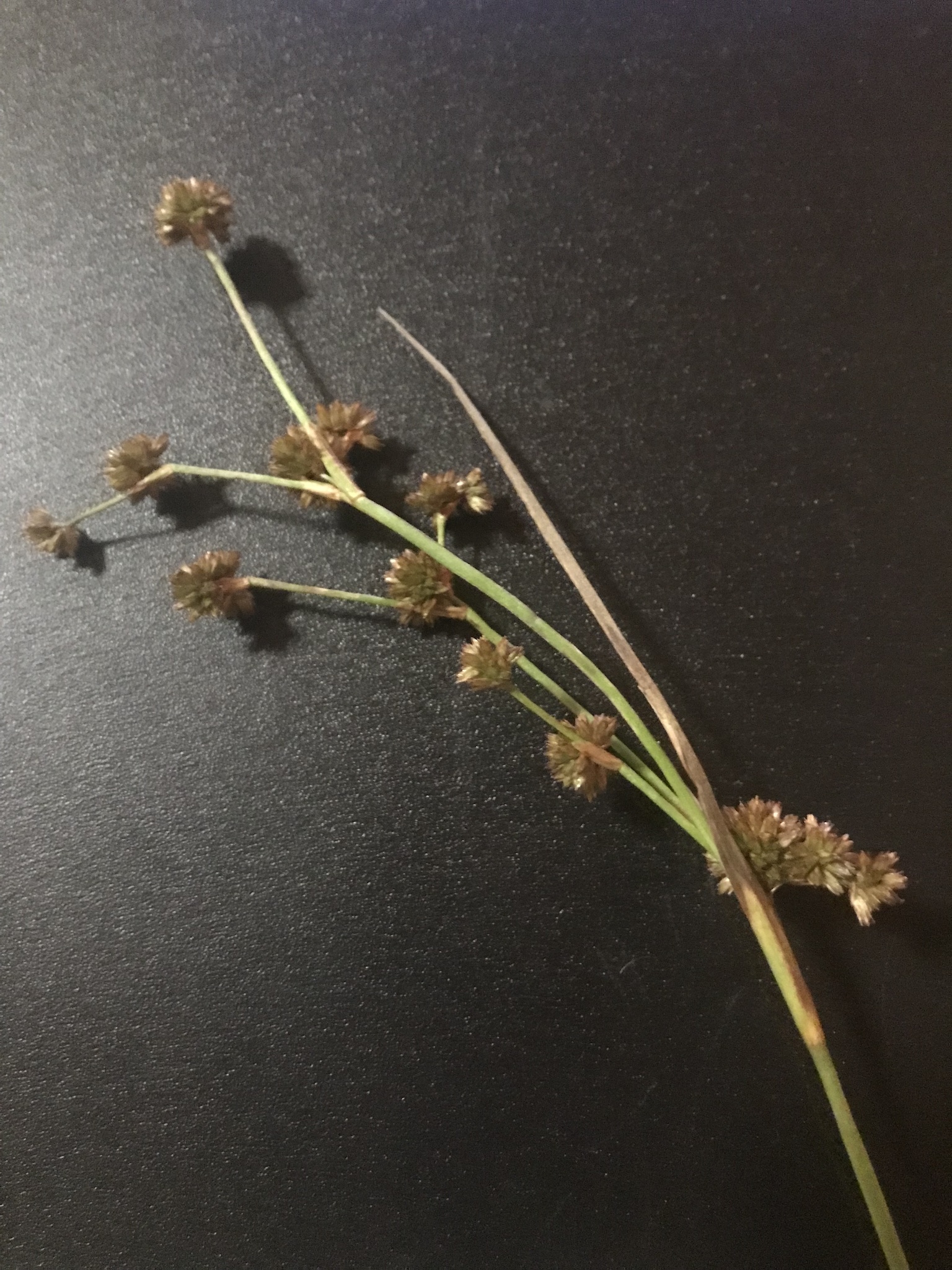 Juncus holoschoenus R.Br.