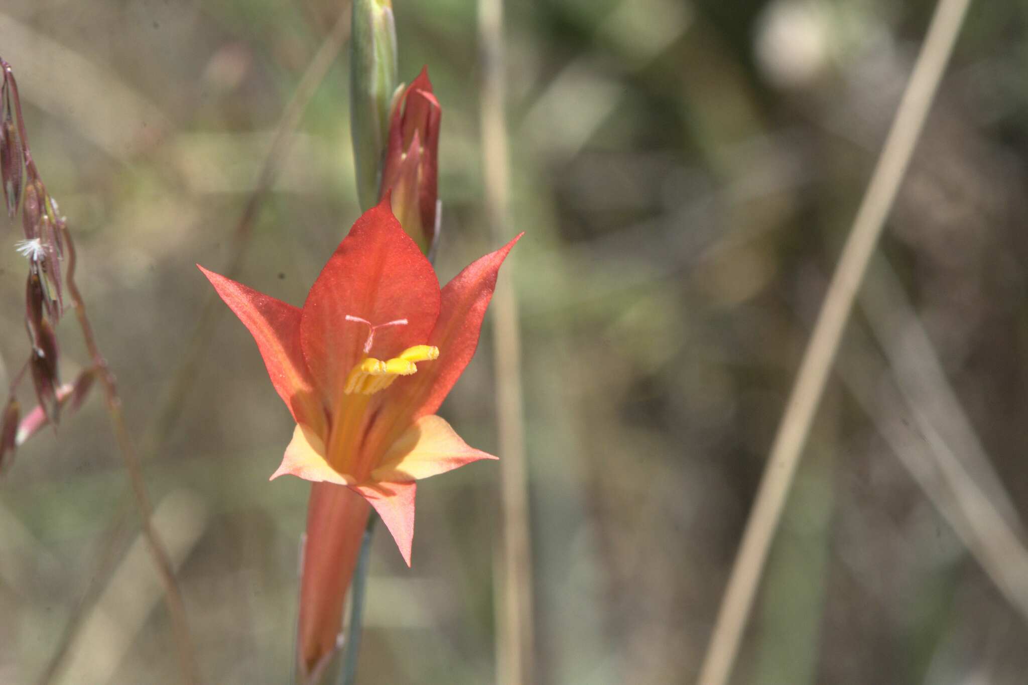 Gladiolus quadrangularis (Burm.f.) Aiton