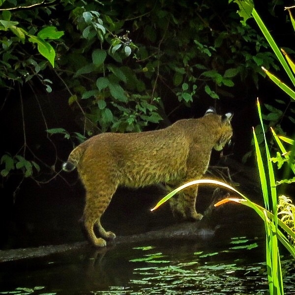 Bobcat from 12804, Queensbury, NY, US on September 06, 2018 at 09:28 AM ...