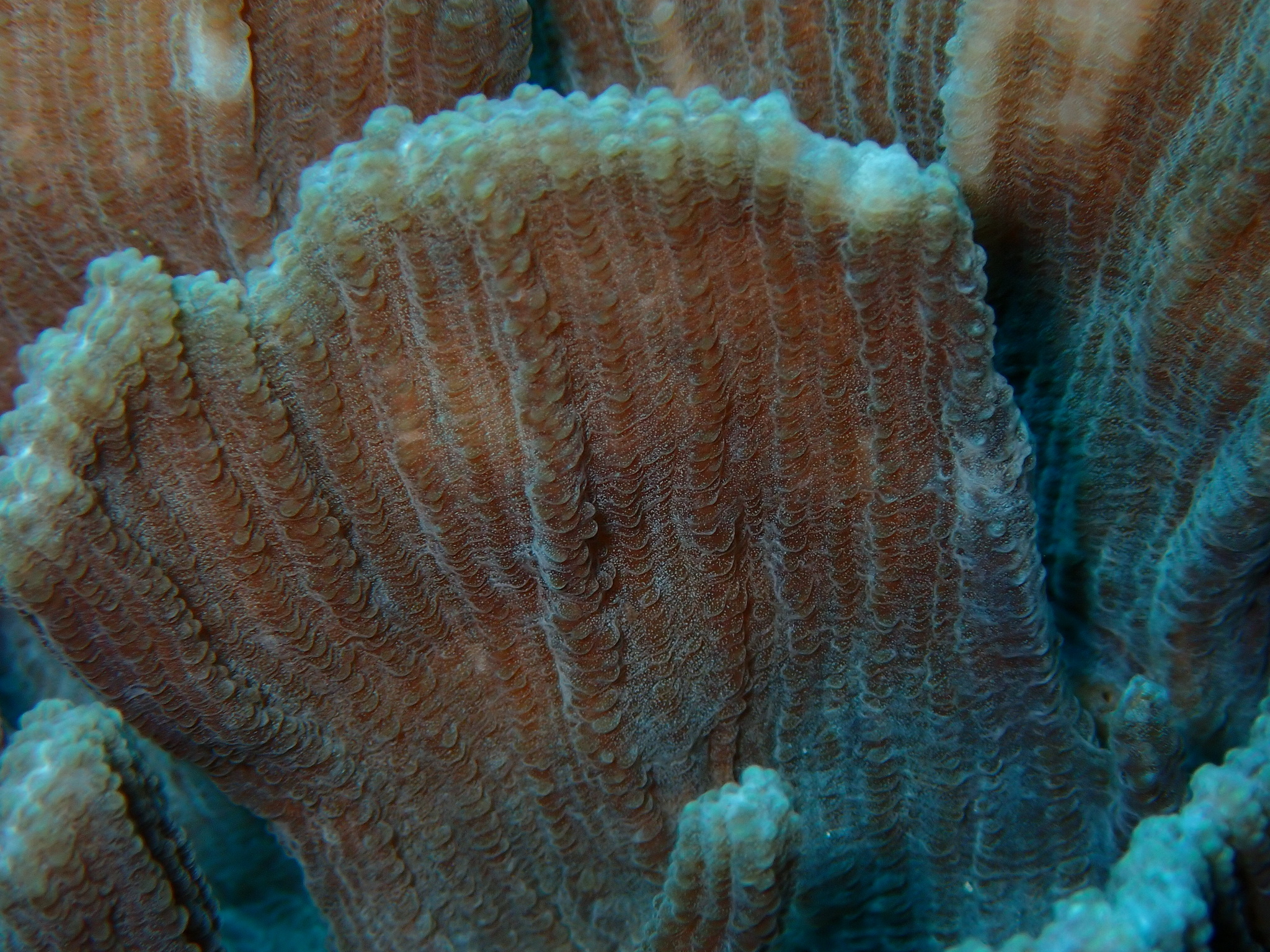 Pectinia lactuca (Pallas, 1766)