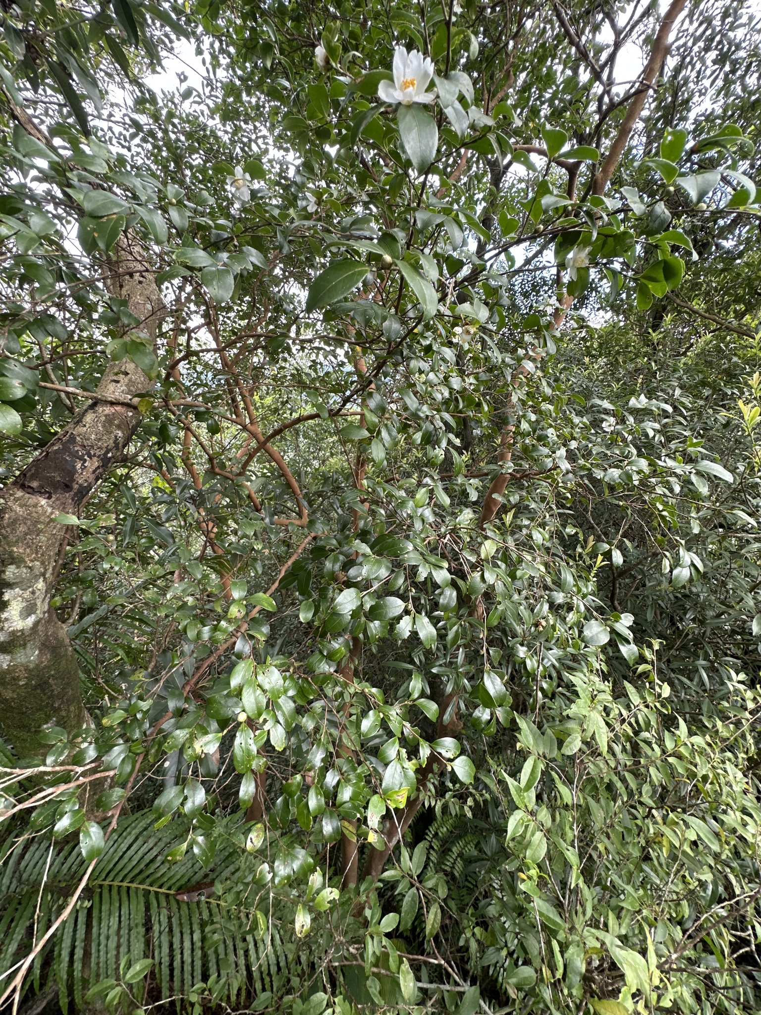 Camellia brevistyla (Hayata) Cohen-Stuart